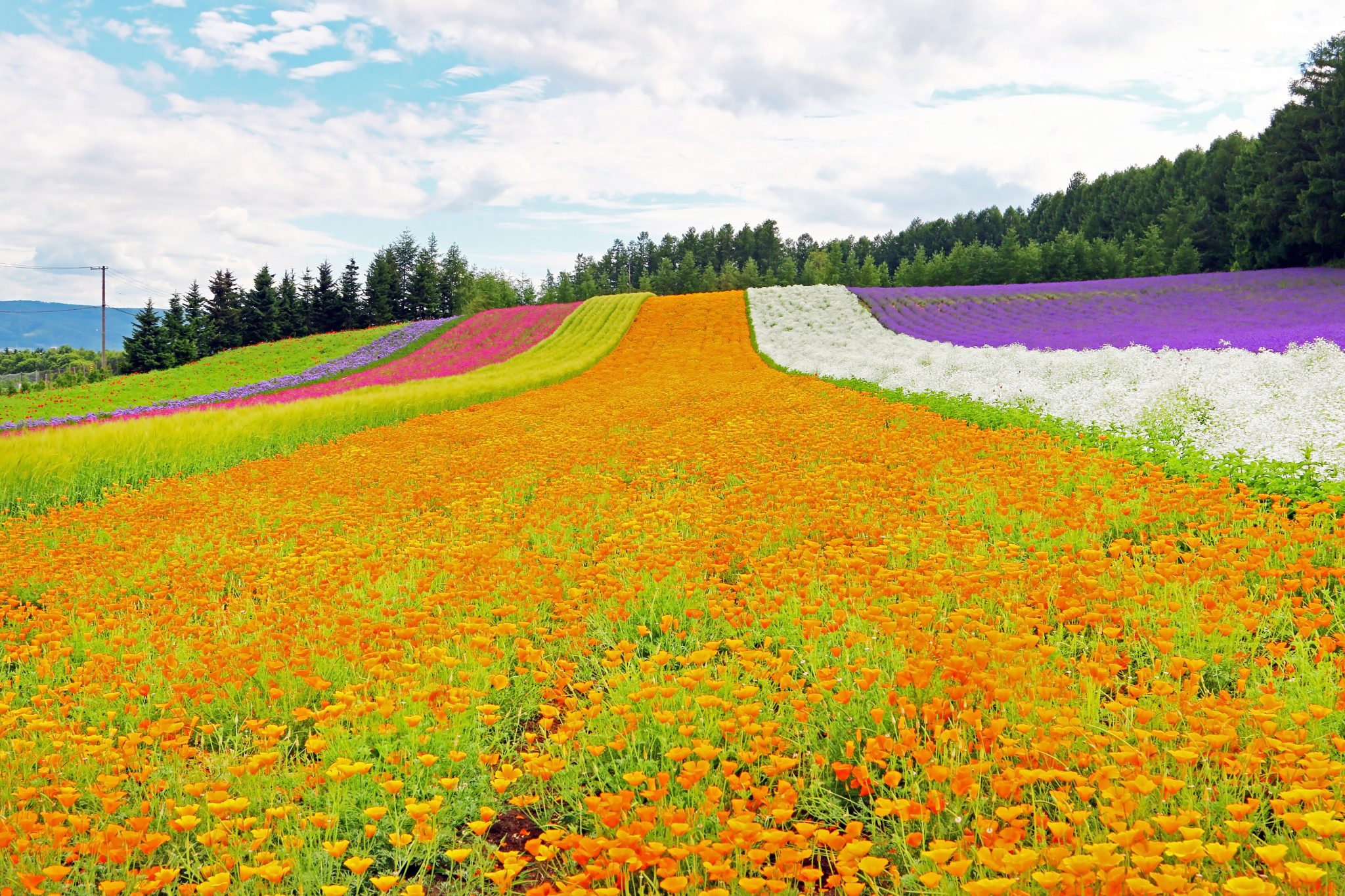 Nozo Hotel - Accommodation in Furano, Hokkaido