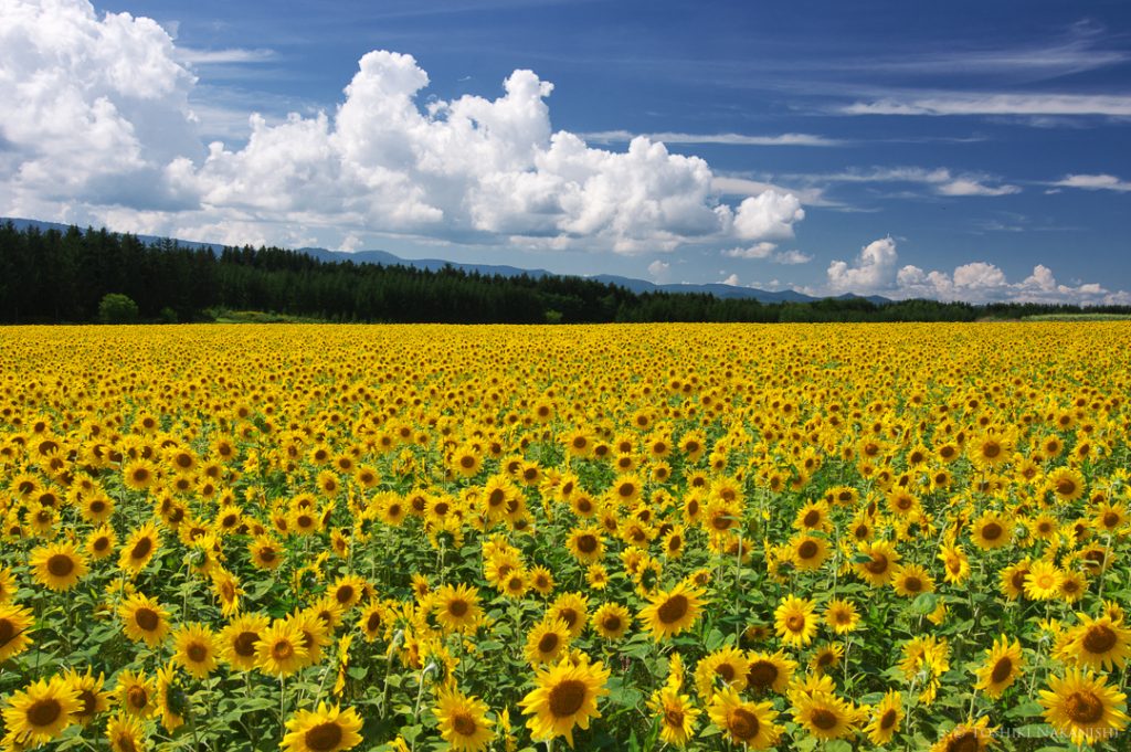 Nozo Hotel - Accommodation in Furano, Hokkaido