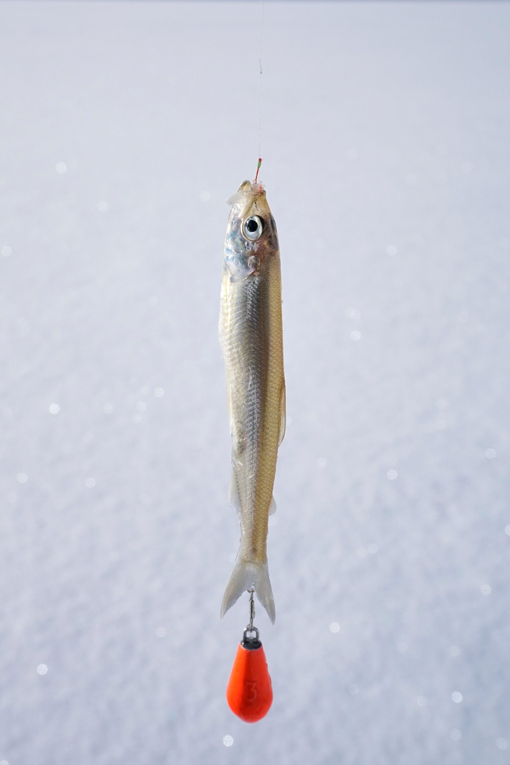 9 Winter Activities in Furano - Nozo Hotel