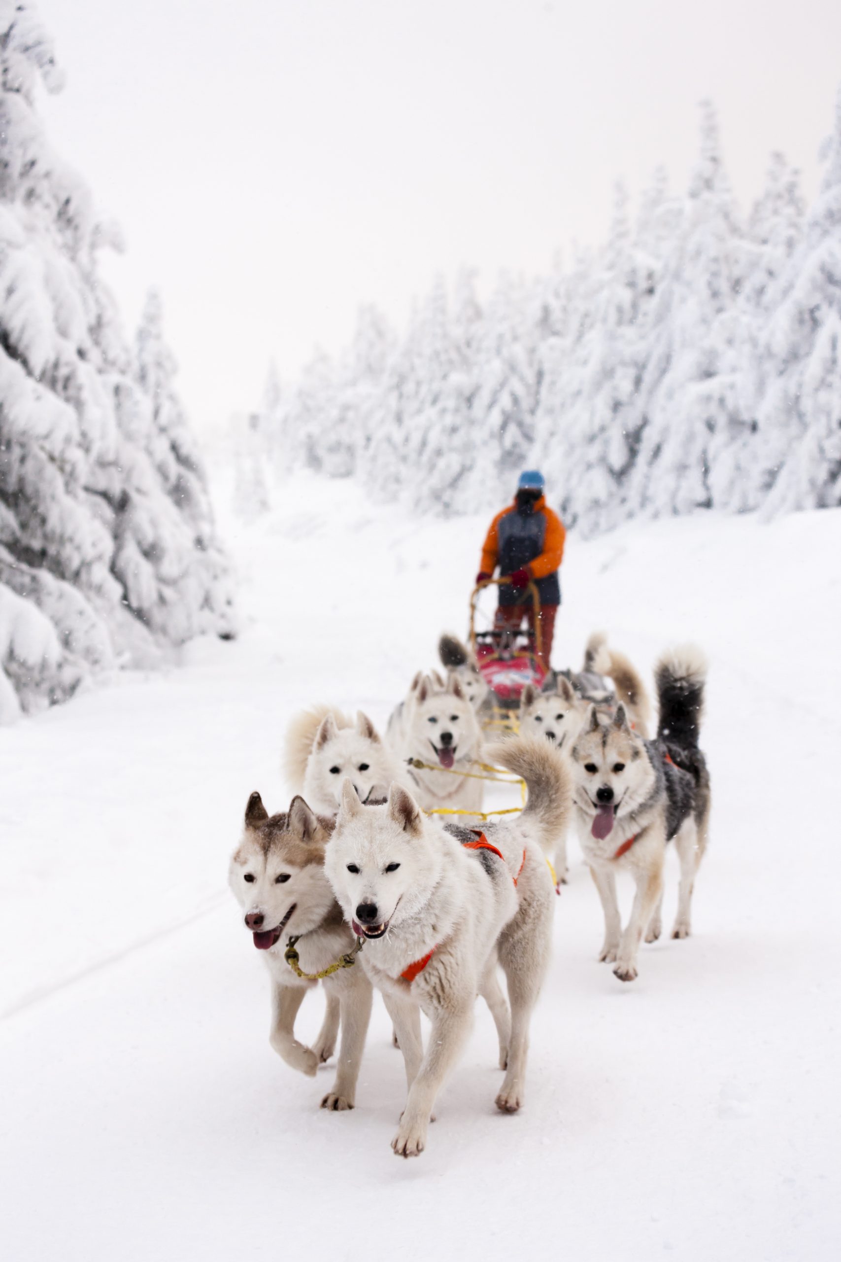 9 Winter Activities in Furano - Nozo Hotel